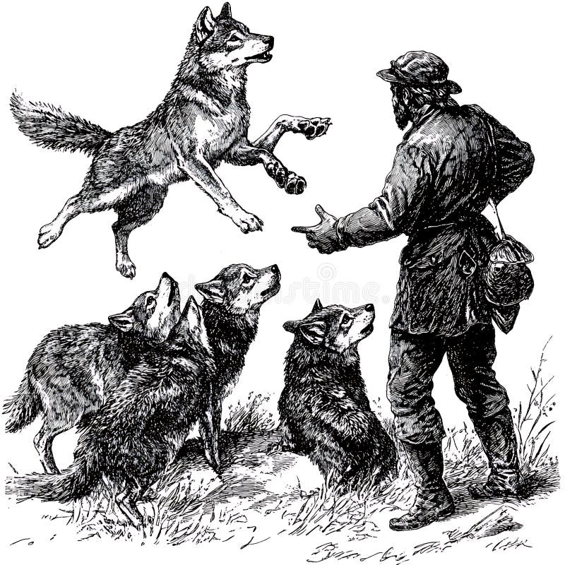 Man Training Four Wolves, One Jumping Stock Illustration - Illustration ...