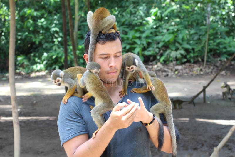 Man Training a Group of Monkeys Stock Photo - Image of mammal, amazonas ...