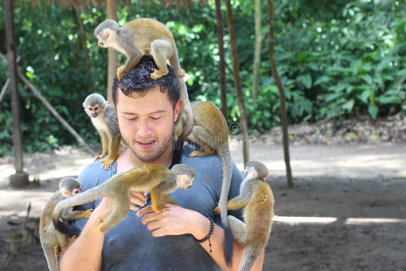 Man Training a Group of Monkeys Stock Photo - Image of animals ...