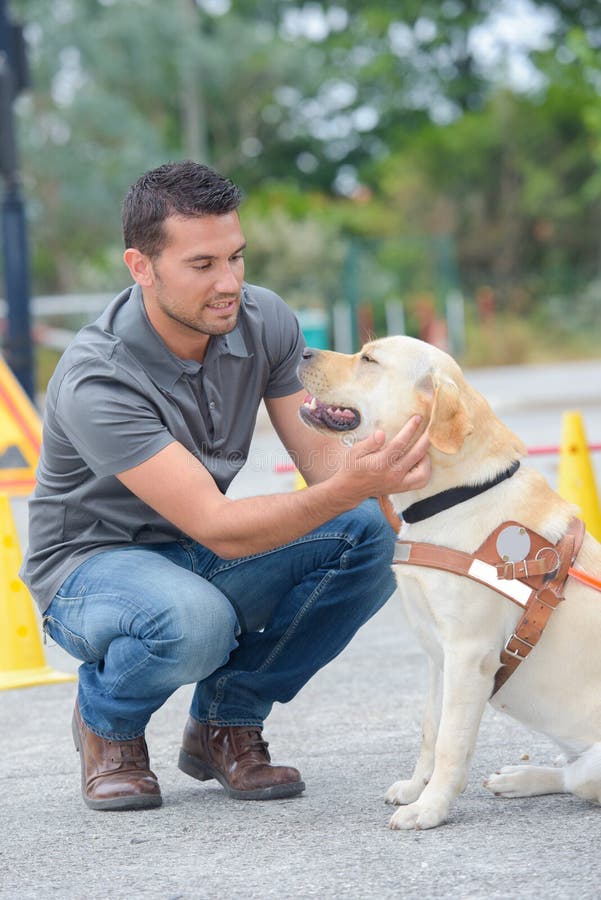 Man training guide dog stock image. Image of special - 88083087