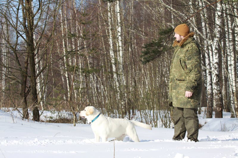 Man Training the Labrador Retriever Stock Image - Image of forest, snow ...