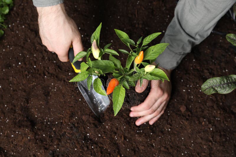 Man Transplanting Pepper Plant into Soil, Top View Stock Image - Image ...