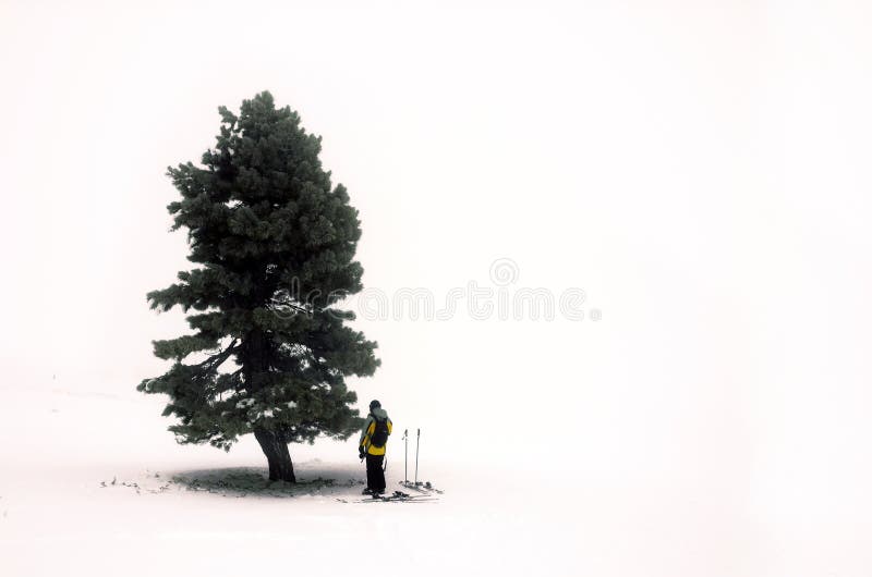 Man and tree stock photo. Image of sport, mountain, winter - 53358380