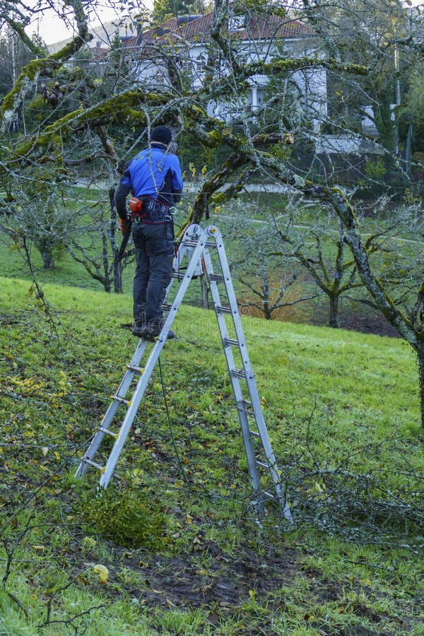 Man, Tree Surgeon on a Ladder Sawing Branches Off a Tree Stock Photo ...