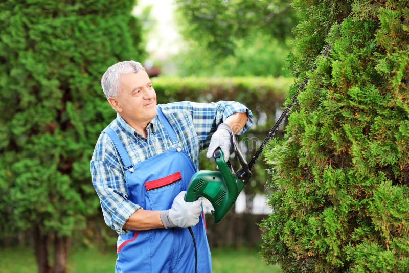 Man Trimming a Tree in a Garden Stock Image - Image of leisure ...
