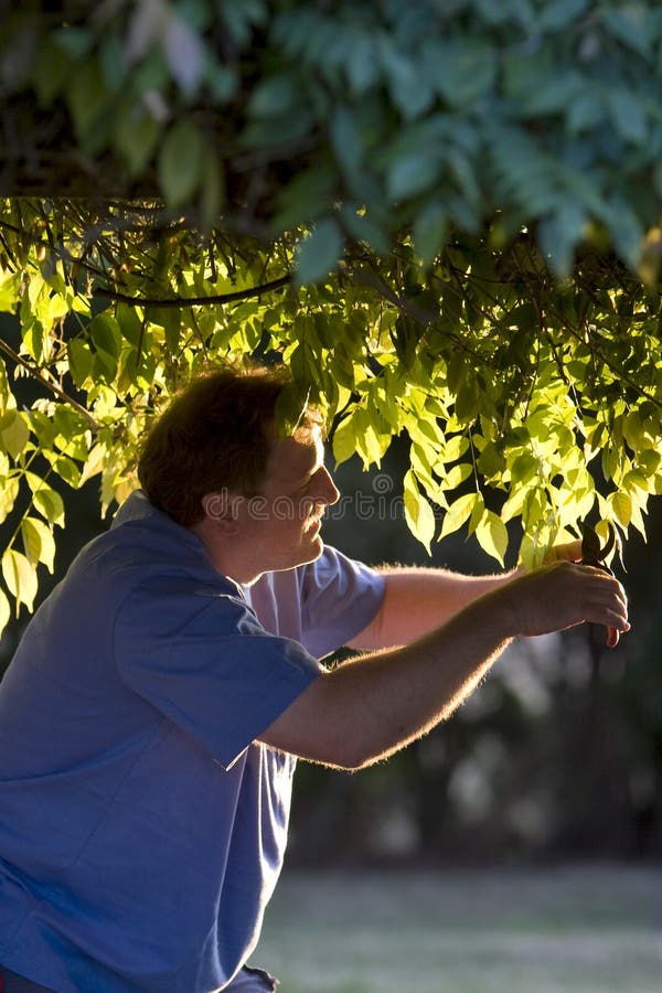Man Trimming Vines stock image. Image of upright, calm - 7215789