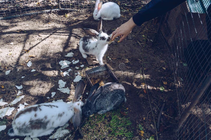 Man is Trying To Feed Rabbit Stock Photo - Image of countryside, ground ...