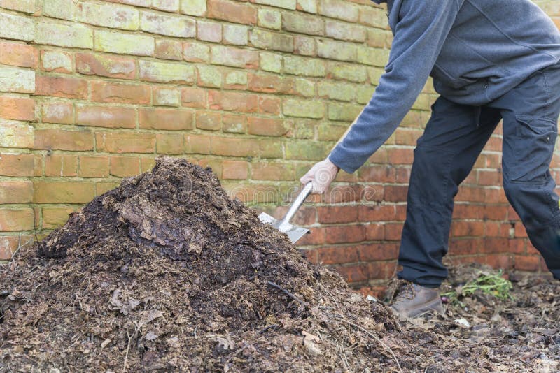 Man Turning a Compost Heap in a Garden, UK Stock Photo - Image of ...