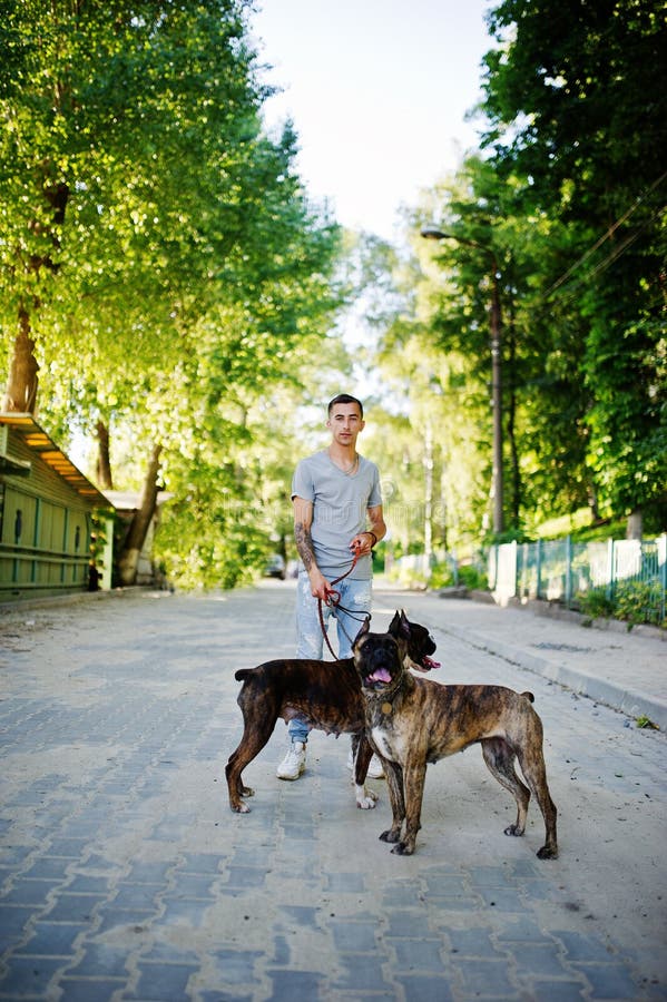 Man with Two Dogs Pit Bull Terrier on a Walk. Stock Image - Image of ...