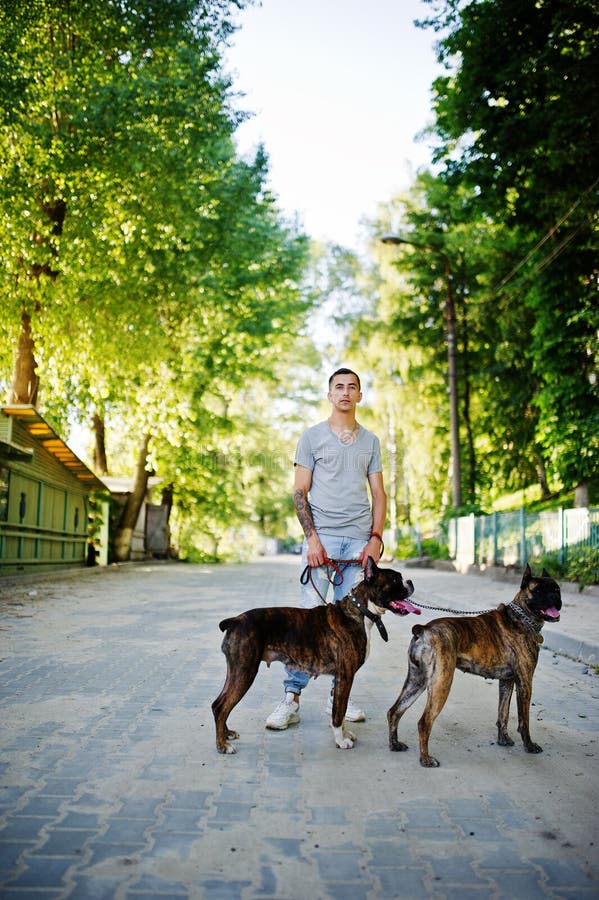 Man with Two Dogs Pit Bull Terrier on a Walk. Stock Photo - Image of ...