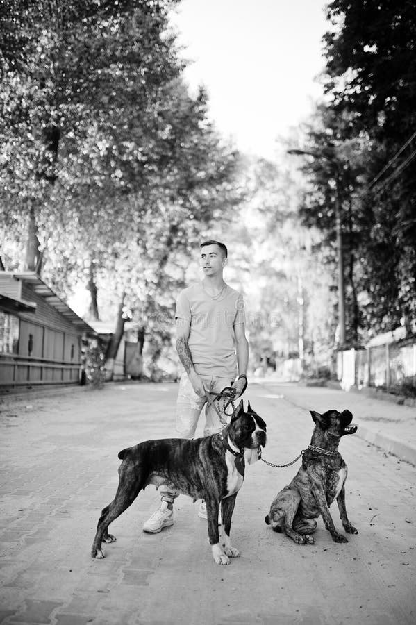 Man with Two Dogs Pit Bull Terrier on a Walk. Stock Photo - Image of ...