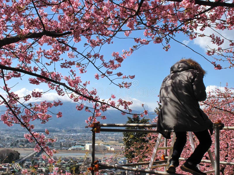 A Man Under The Sakura Tree Editorial Photo Image Of Japanese Lonely 123035231