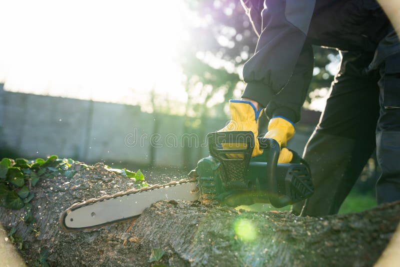 Electric Saw on an Old Tree in the Yard. Stock Photo - Image of ...