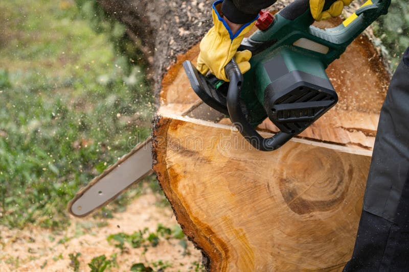 Electric Saw on an Old Tree in the Yard. Stock Photo - Image of ...