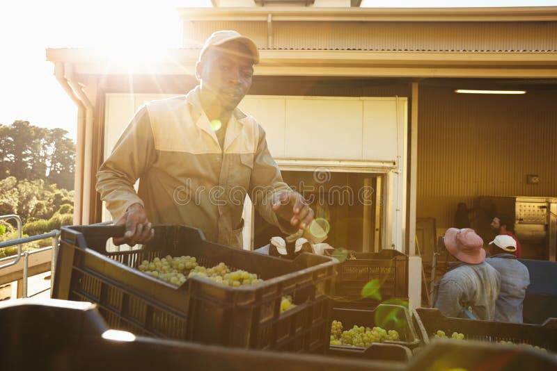 Man Unloading Grape Boxes in Wine Factory Stock Photo - Image of ...