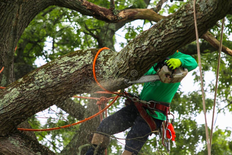 Man Up a Tree Cutting Off Branches Stock Image - Image of cutting, copy ...