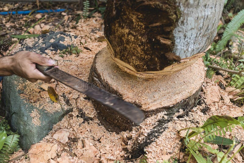 A Man Uses a Bolo To Chop the Trunk of a Coconut Tree Inside a Property ...