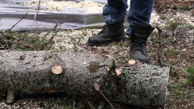 Man Uses Chainsaw To Chop Tree Trunk Stock Footage - Video of branch ...