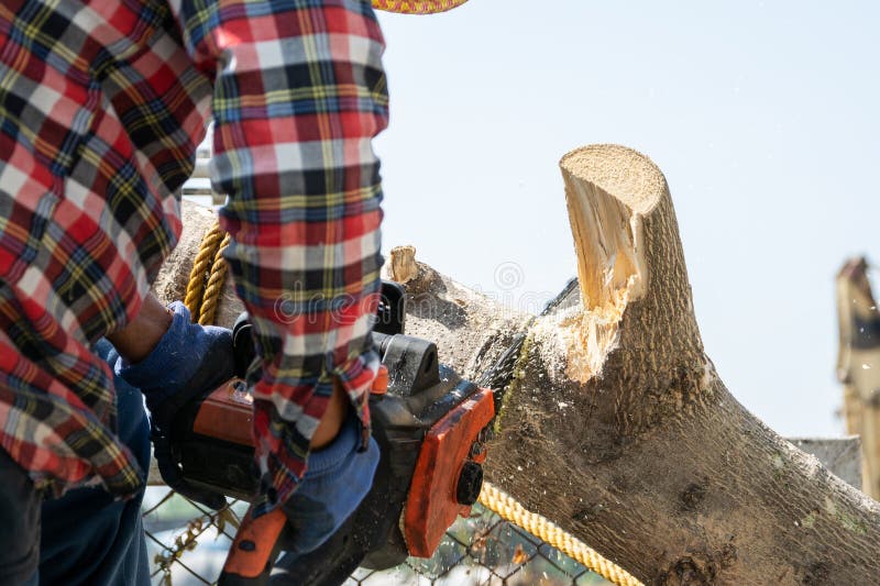 Man Uses a Chainsaw To Cut the Tree. Man Cutting Logs of Wood Stock ...