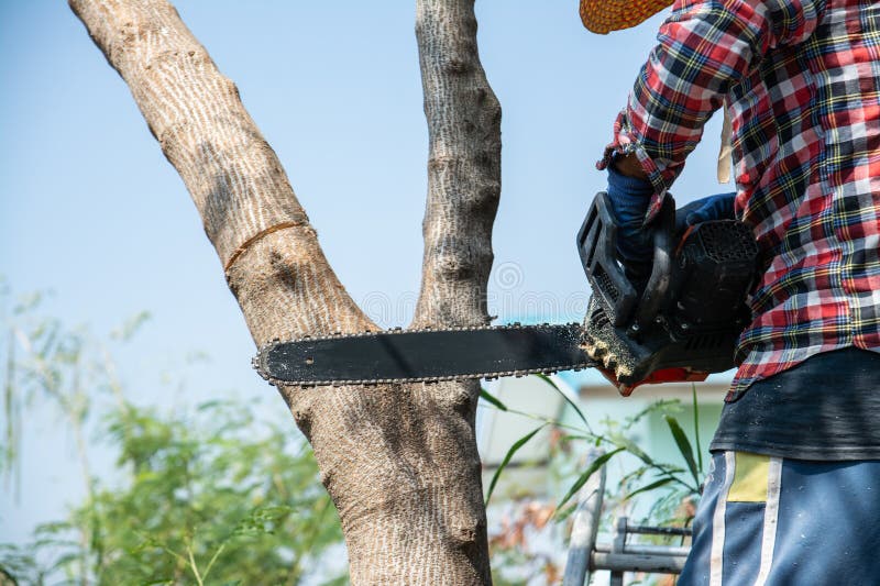 Man Uses a Chainsaw To Cut the Tree. Man Cutting Logs of Wood Stock ...