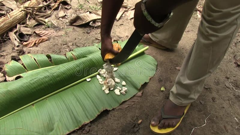 Man Uses a Machete To Extract White Cocoa Beans from a Yellow Ripe ...