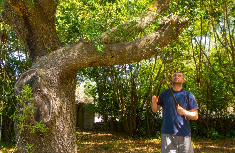 Man Uses the Shears in a Garden Stock Photo - Image of shears, tool ...