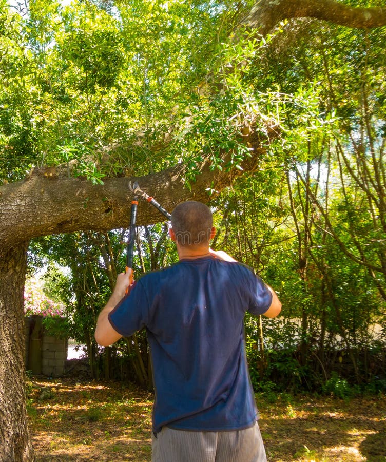 Man Uses the Shears in a Garden Stock Photo - Image of spring, pruner ...