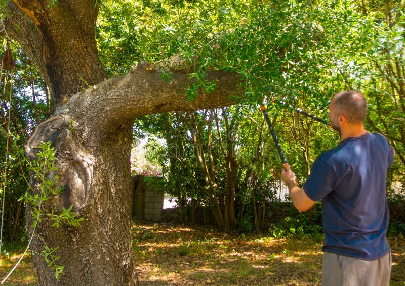 Man Uses the Shears in a Garden Stock Image - Image of growth ...