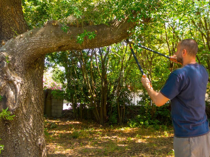 Man Uses the Shears in a Garden Stock Photo - Image of spring, leaf ...