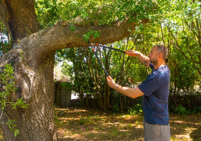 Man Uses the Shears in a Garden Stock Photo - Image of growth, hand ...