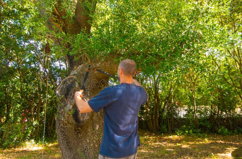 Man Uses the Shears in a Garden Stock Image - Image of tool, gardening ...