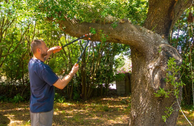 Man Uses the Shears in a Garden Stock Photo - Image of leaf, closeup ...