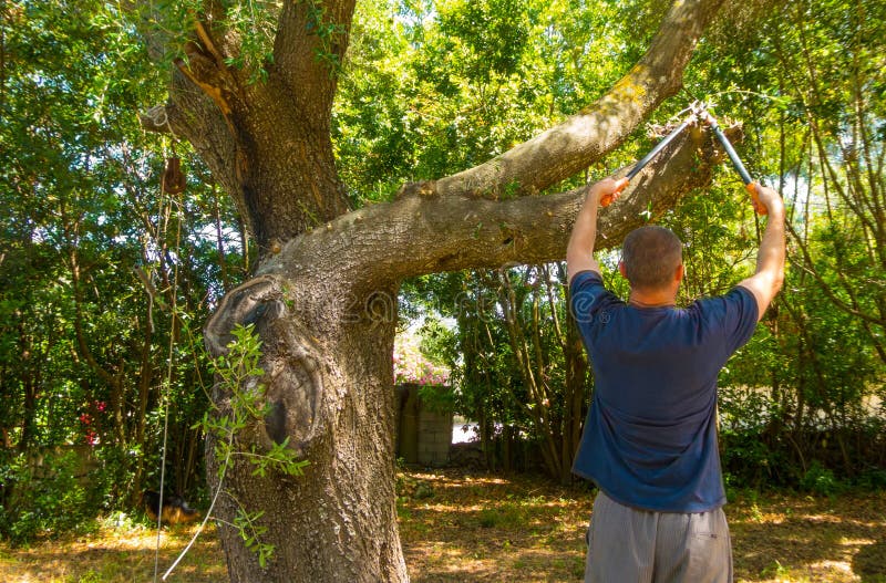 Man Uses the Shears in a Garden Stock Image - Image of gardener, pruner ...
