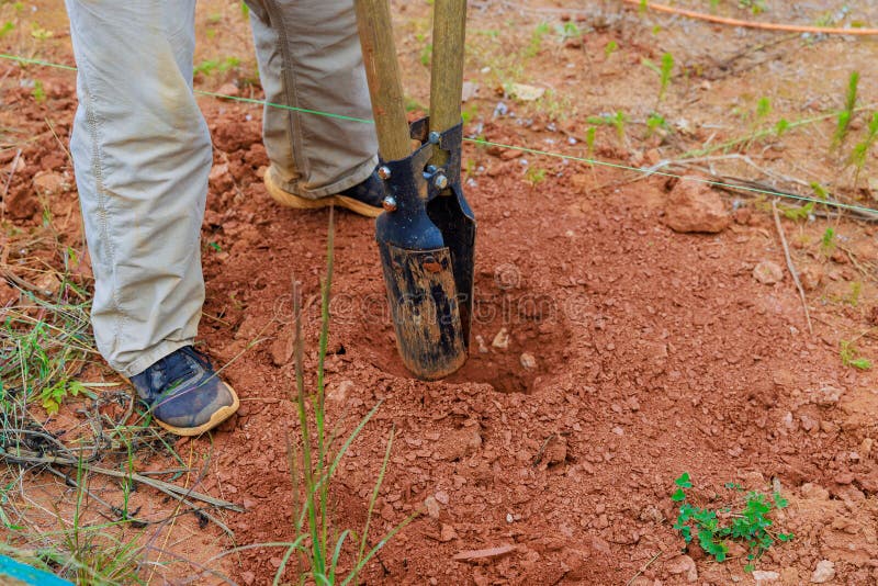 Man Using Hand Post Hole Digger with Digging a Fence Post Stock Image ...