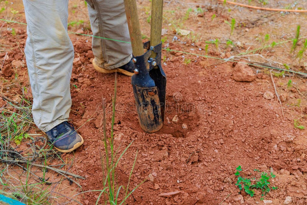 Man Using Hand Post Hole Digger with Digging a Fence Post Stock Image ...