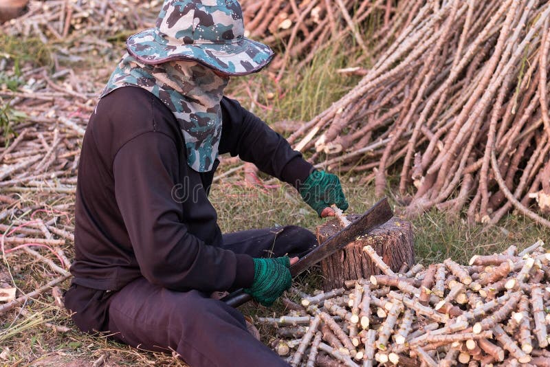 Chopped Cassava Tree Soak Stimulants Roots Stock Photo - Image of lush ...