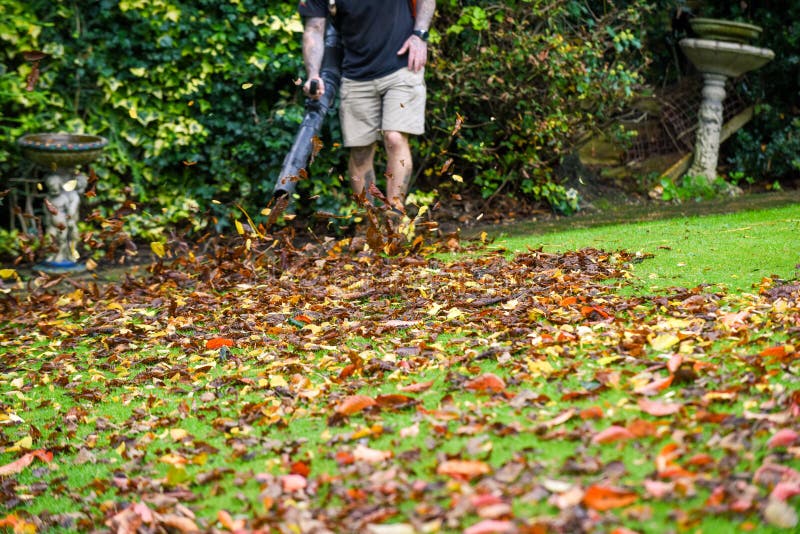 A Man Using a Leaf Blower Machine To Clear Autumn Leaves from a Garden ...