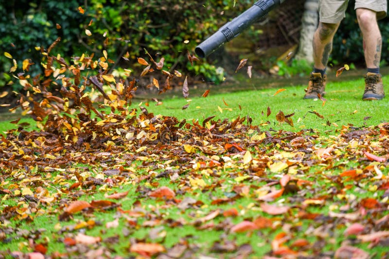 A Man Using a Leaf Blower Machine To Clear Autumn Leaves from a Garden ...
