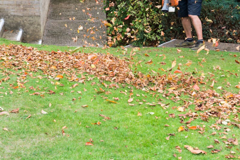 Clearing Leaves from the Garden Stock Image - Image of gardener, lawn ...