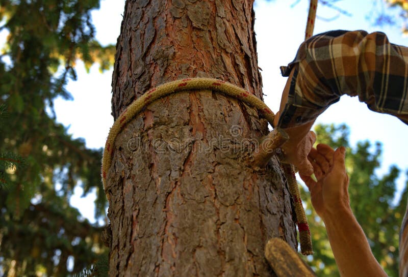 Man Using Rope for Work in Forest Stock Image - Image of closeup, knot ...
