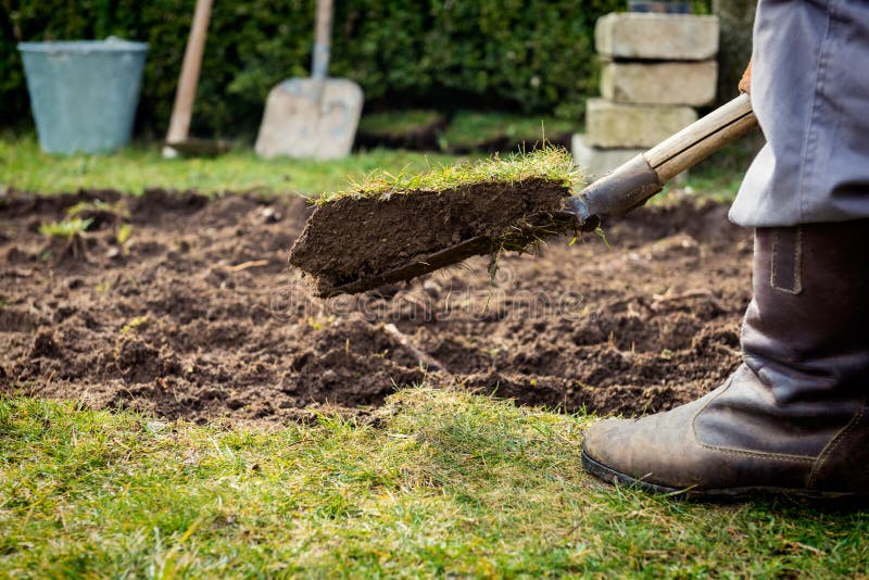 Man Using Spade for Old Lawn Digging, Gardening Concept Stock Image ...