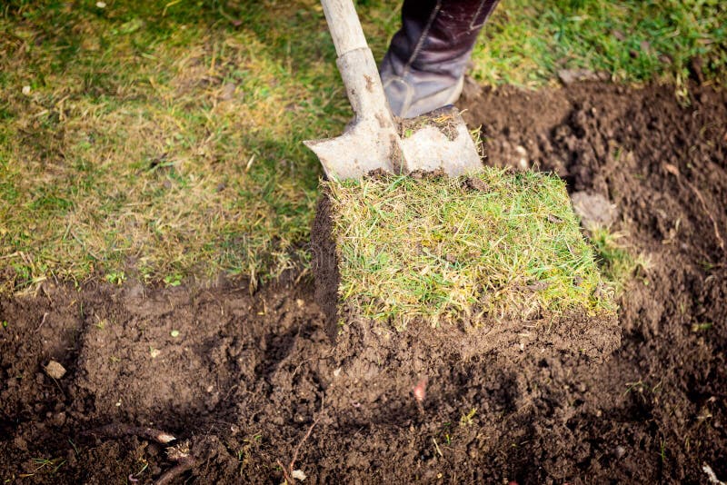 Man Using Spade for Old Lawn Digging Stock Photo - Image of excavate ...