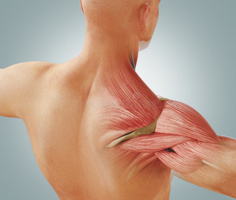 Man View from Back. Blades, Shoulder and Trapezoid 3d Rendering Stock ...