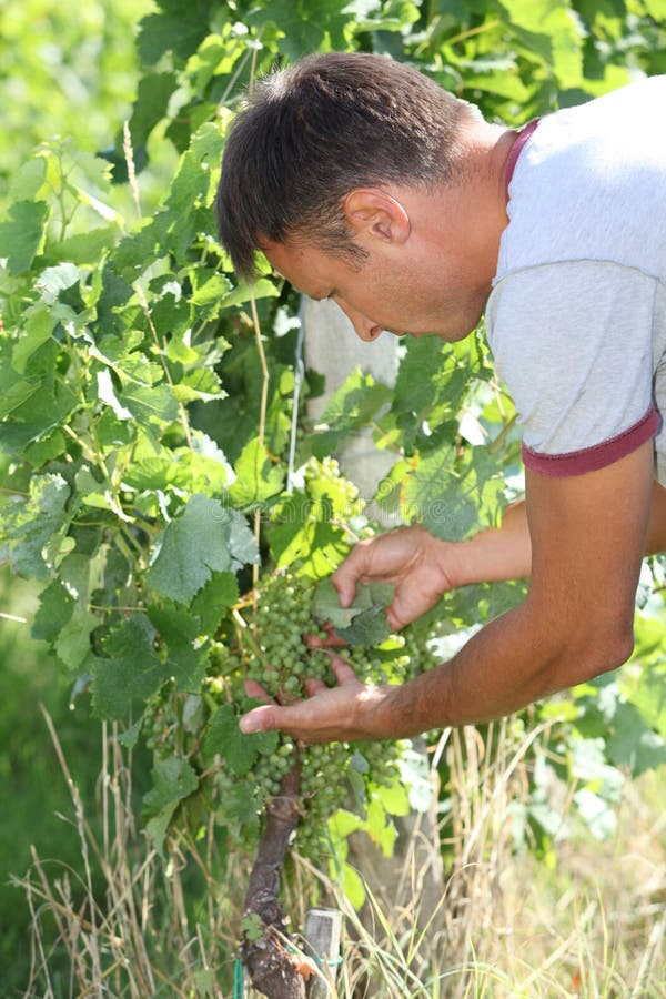 Vintage season stock image. Image of rows, viticulture - 15739719