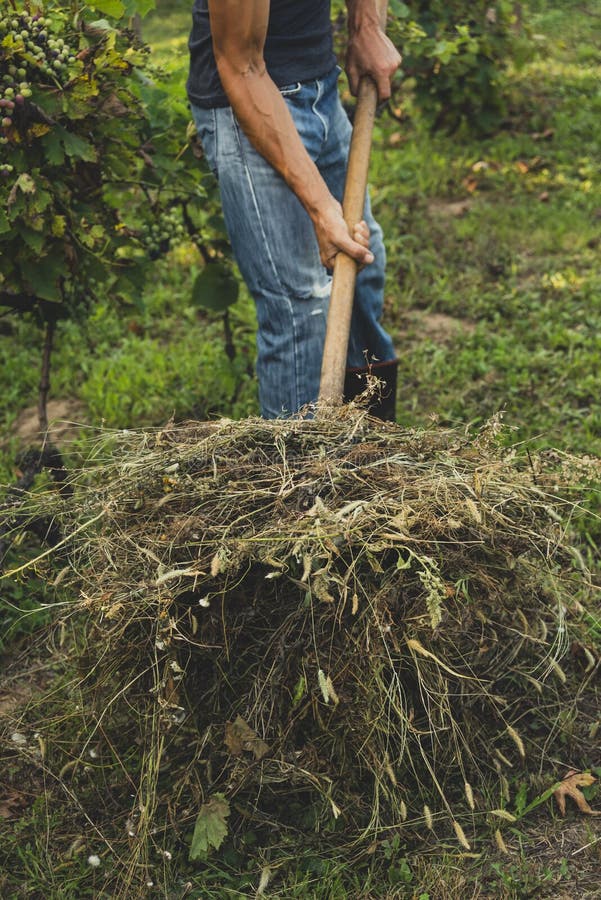 Man Use Fork Collect Leaf Tree at Garden Home Stock Image - Image of ...