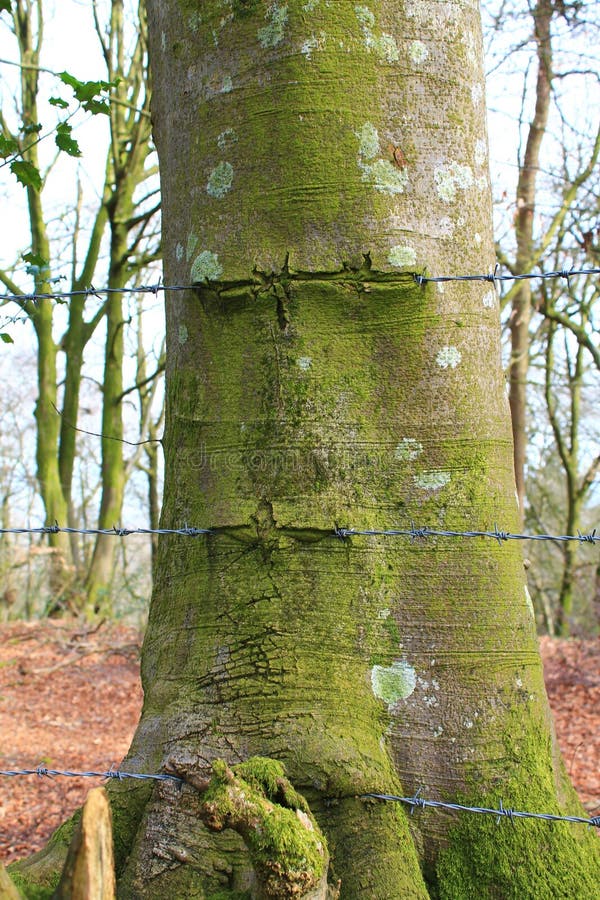 Man vs nature stock photo. Image of britain, fence, forest - 43362404