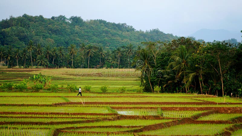 Man Walk through the Paddy Fields at Banyumas, Centraljava Stock Photo ...