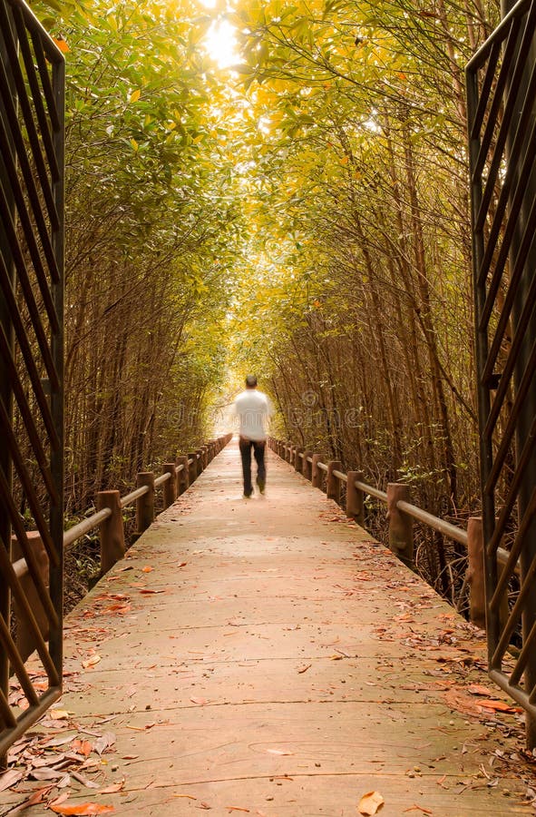 Man walk in to forest stock image. Image of trail, walking - 44468529