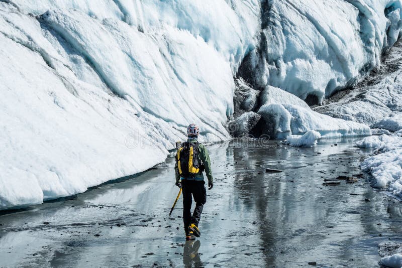 Man Walking Across the Matanuska Glacier Below Wall of White Ice Stock ...