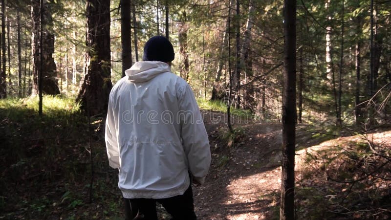 Man Walking Along Path through Forest. Footage. Rear View of Man All ...
